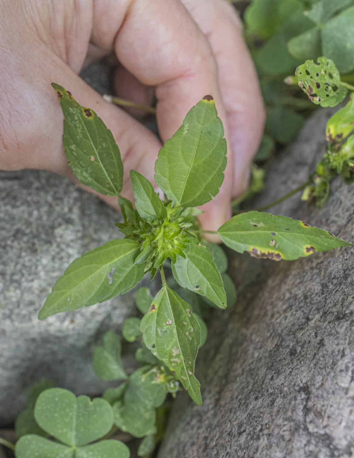 Pennsylvania Pellitory: An Edible Weed That Tastes Like Cucumber