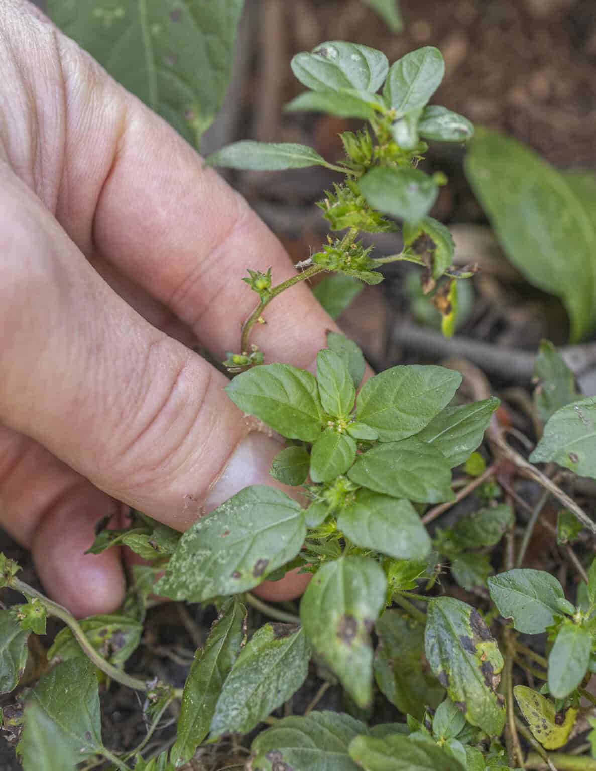 Pennsylvania Pellitory: An Edible Weed That Tastes Like Cucumber