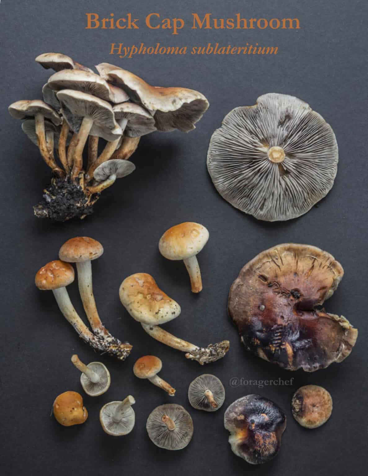 Brick Cap Mushroom or Brick Top (Hypholoma sublateritium) - Forager | Chef