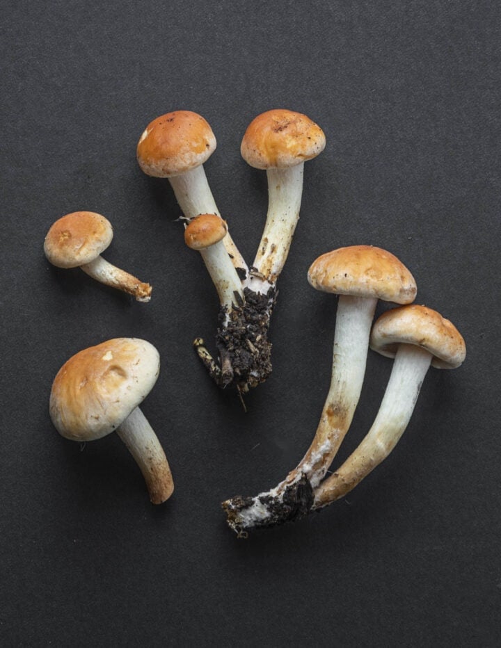 Brick Cap Mushroom or Brick Top (Hypholoma sublateritium) - Forager | Chef