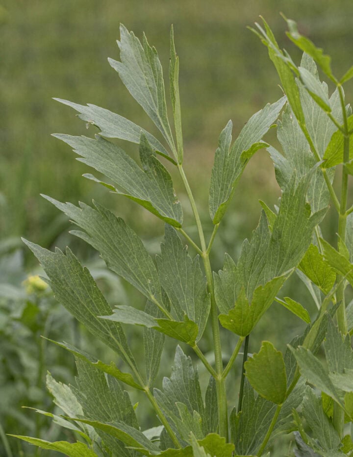 How to Cook With Lovage: A Delicious Forgotten Herb - Forager | Chef