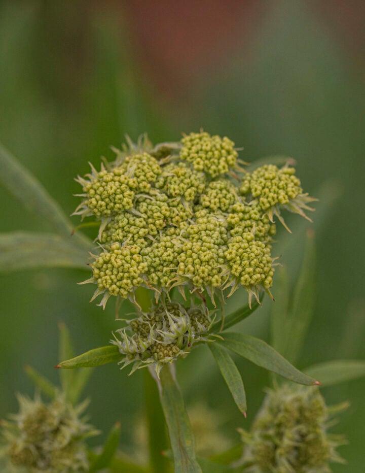 How to Cook With Lovage: A Delicious Forgotten Herb - Forager | Chef
