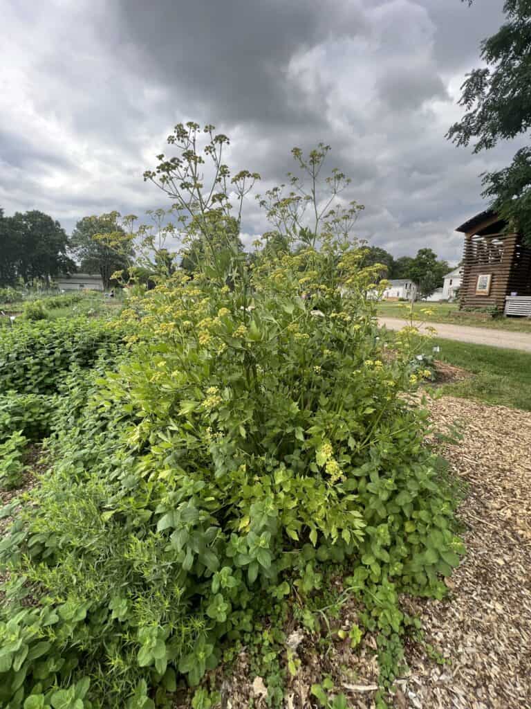 How to Cook With Lovage: A Delicious Forgotten Herb - Forager | Chef