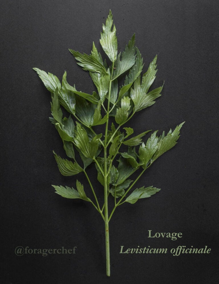 How to Cook With Lovage: A Delicious Forgotten Herb - Forager | Chef