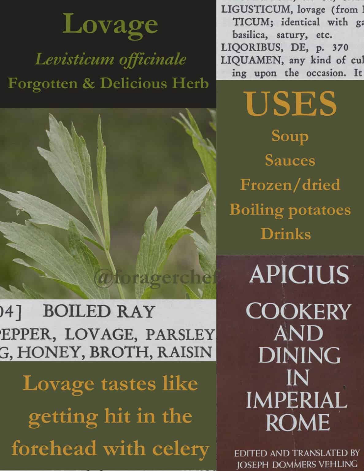 How to Cook With Lovage: A Delicious Forgotten Herb - Forager | Chef