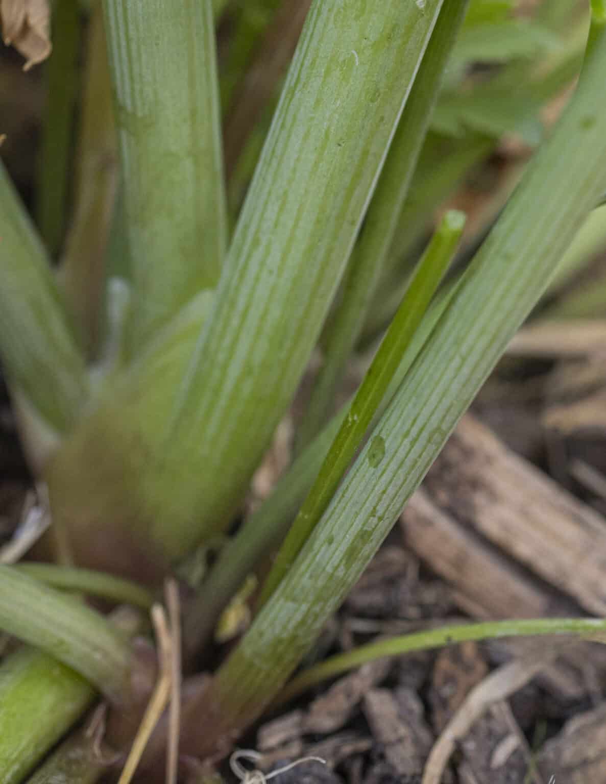 How to Cook With Lovage: A Delicious Forgotten Herb - Forager | Chef