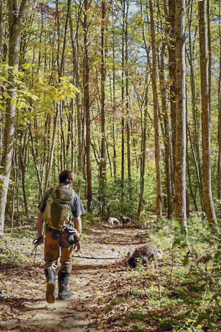 Michigan or Appalachian Truffles: Tuber canaliculatum - Forager | Chef