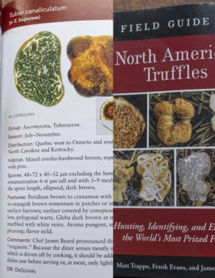 Michigan or Appalachian Truffles: Tuber canaliculatum - Forager | Chef