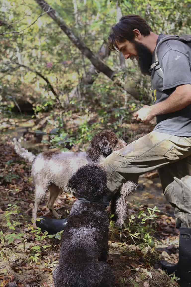 Michigan or Appalachian Truffles: Tuber canaliculatum - Forager | Chef