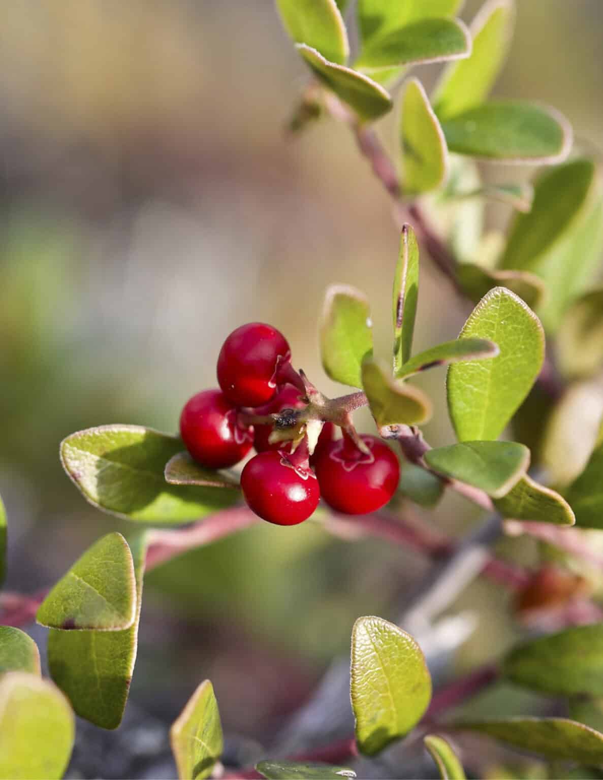 Eastern Teaberry or Wild Wintergreen (Gaultheria procumbens) - Forager ...