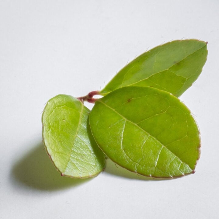 Eastern Teaberry or Wild Wintergreen (Gaultheria procumbens) - Forager ...