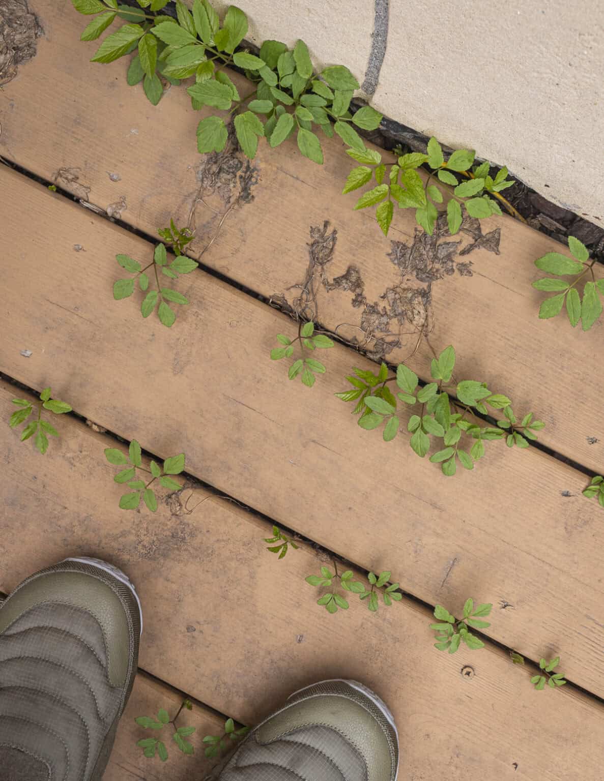 Foraging Ground Elder / Snow on the Mountain / Bishop's Weed