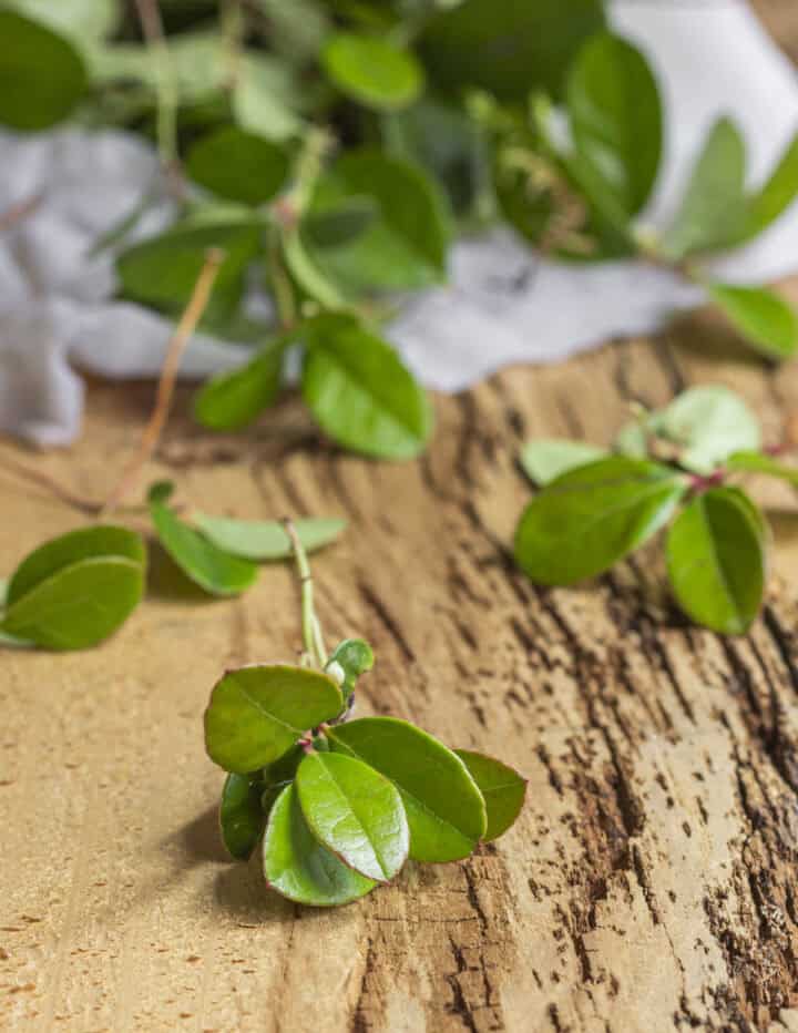 Eastern Teaberry or Wild Wintergreen (Gaultheria procumbens) - Forager ...