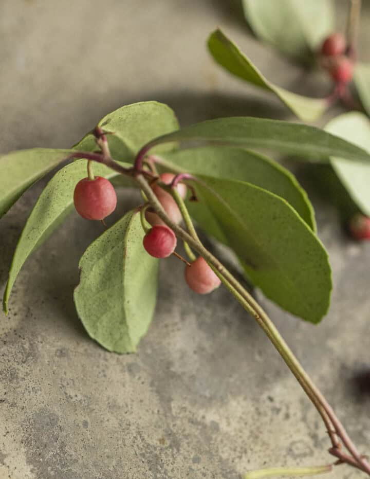Eastern Teaberry or Wild Wintergreen (Gaultheria procumbens) - Forager ...