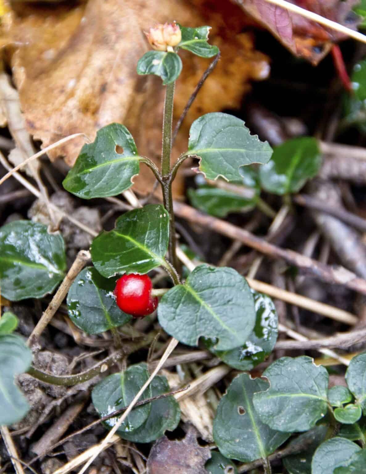 Eastern Teaberry or Wild Wintergreen (Gaultheria procumbens) - Forager ...