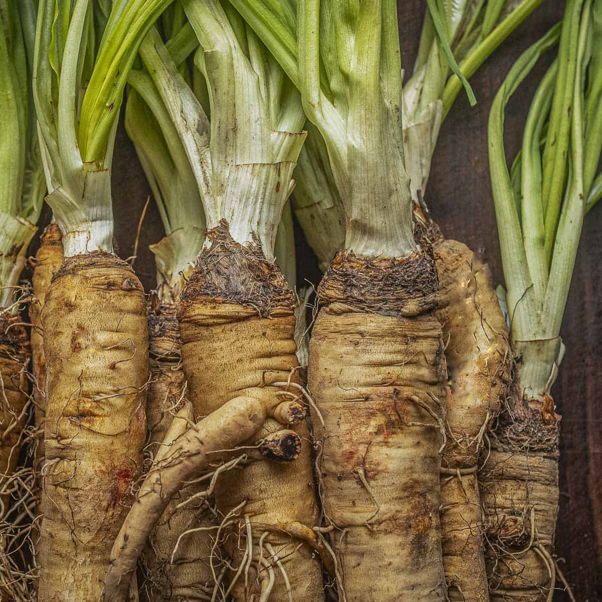 Foraging Oyster Plant or Yellow Salsify - Forager | Chef