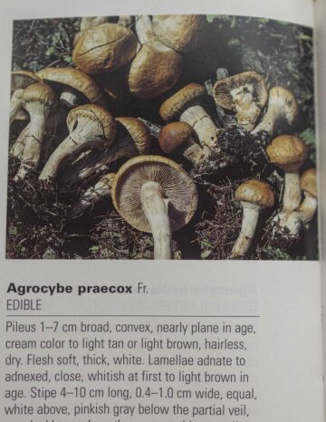 Black Poplar or Velvet Pioppino Mushroom (Cyclocybe aegerita) - Forager ...