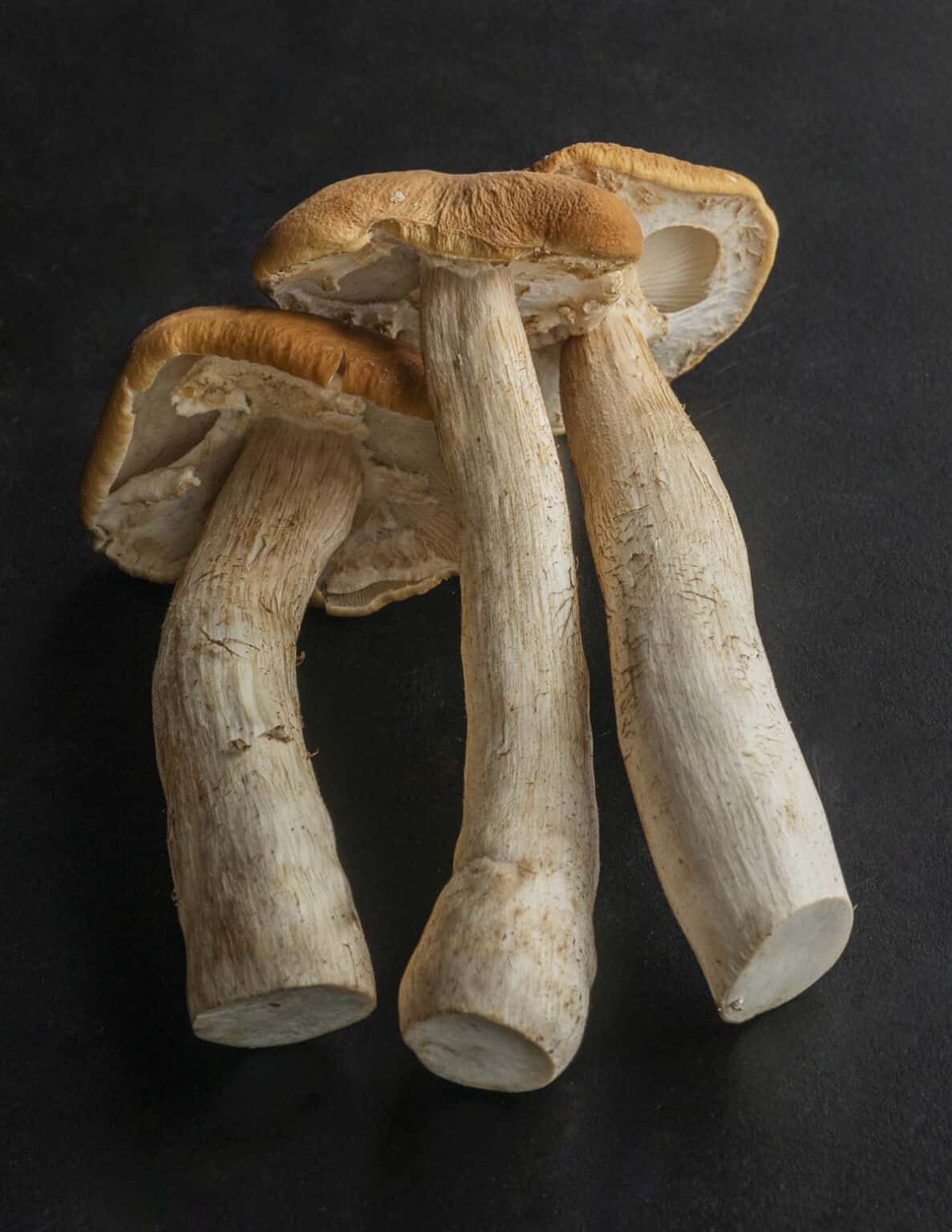 Black Poplar or Velvet Pioppino Mushroom (Cyclocybe aegerita) - Forager ...