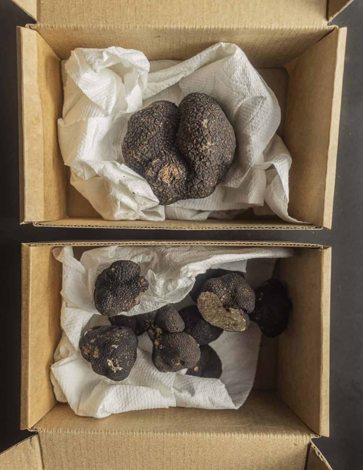 Winter Black Truffles: Varieties, Purchasing and Cooking - Forager | Chef