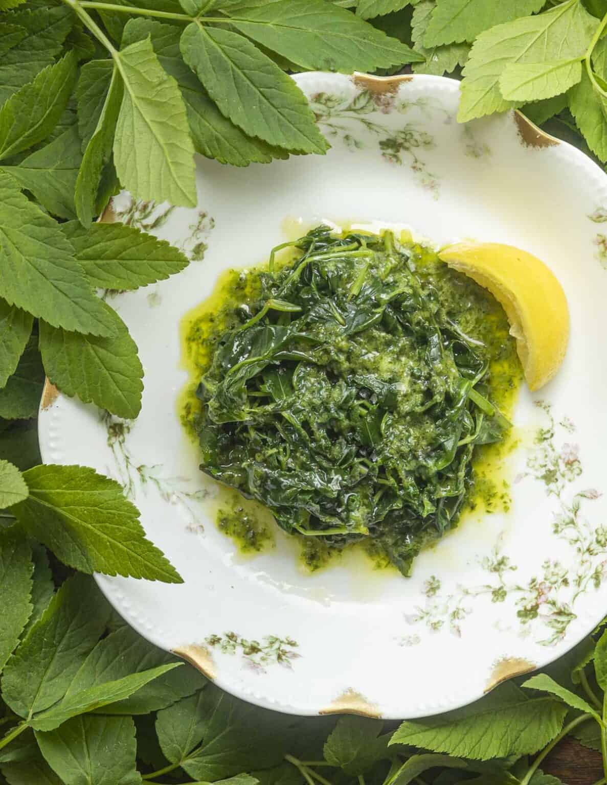 Foraging Ground Elder / Snow on the Mountain / Bishop's Weed