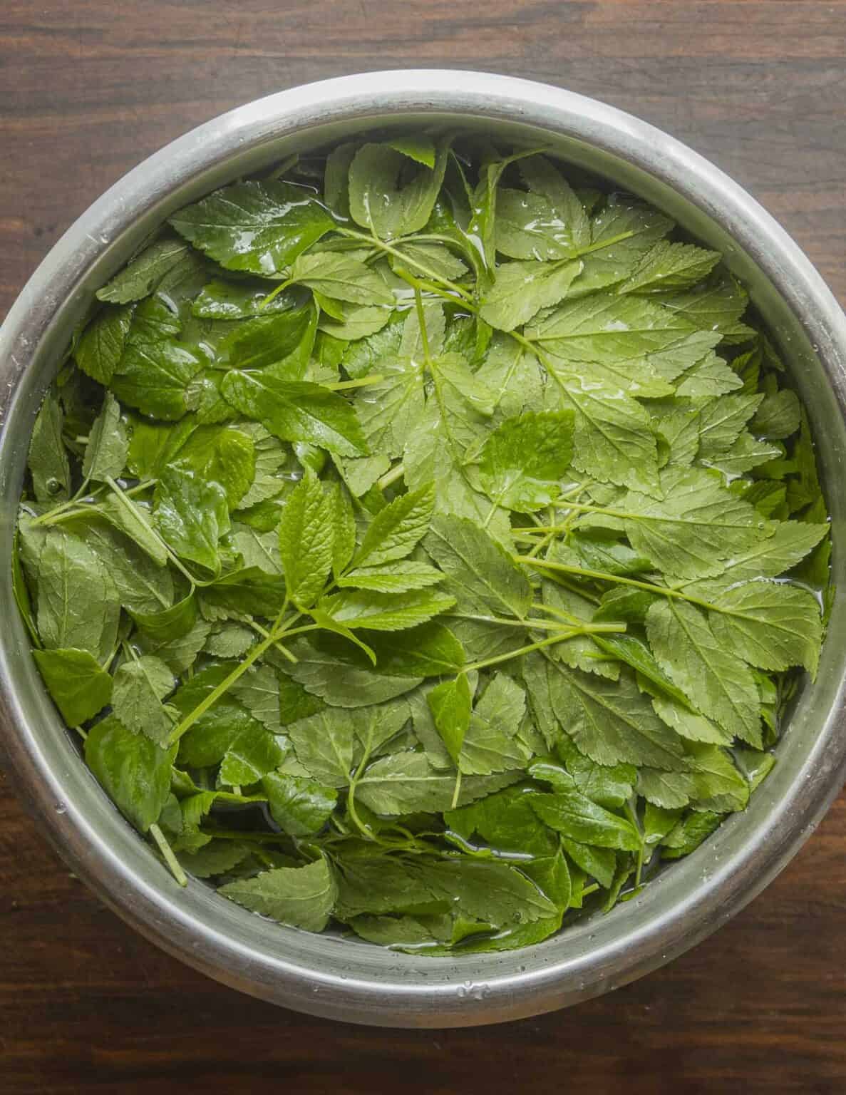 Foraging Ground Elder / Snow on the Mountain / Bishop's Weed