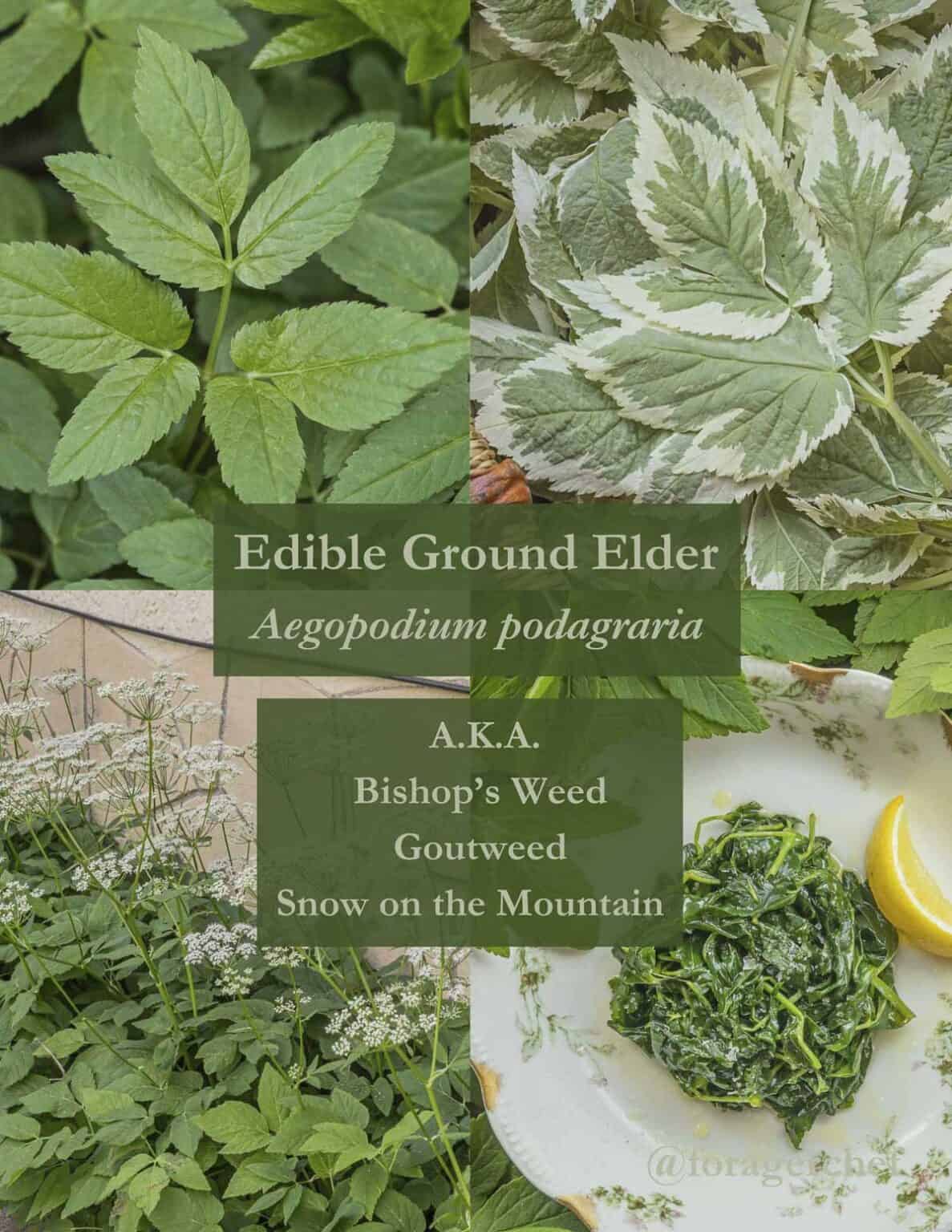 Foraging Ground Elder / Snow on the Mountain / Bishop's Weed