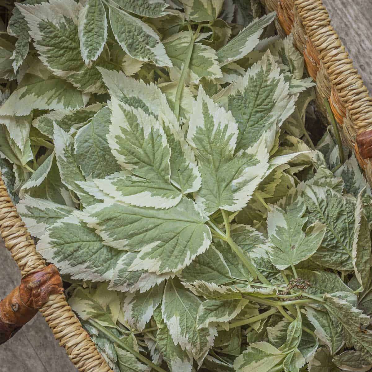 Foraging Ground Elder / Snow on the Mountain / Bishop's Weed
