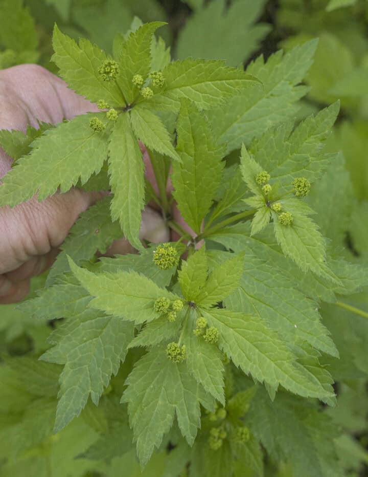 Foraging Ground Elder / Snow on the Mountain / Bishop's Weed