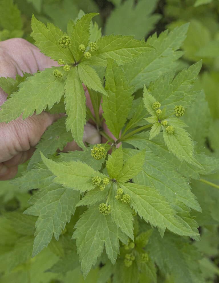 Foraging Ground Elder / Snow on the Mountain / Bishop's Weed