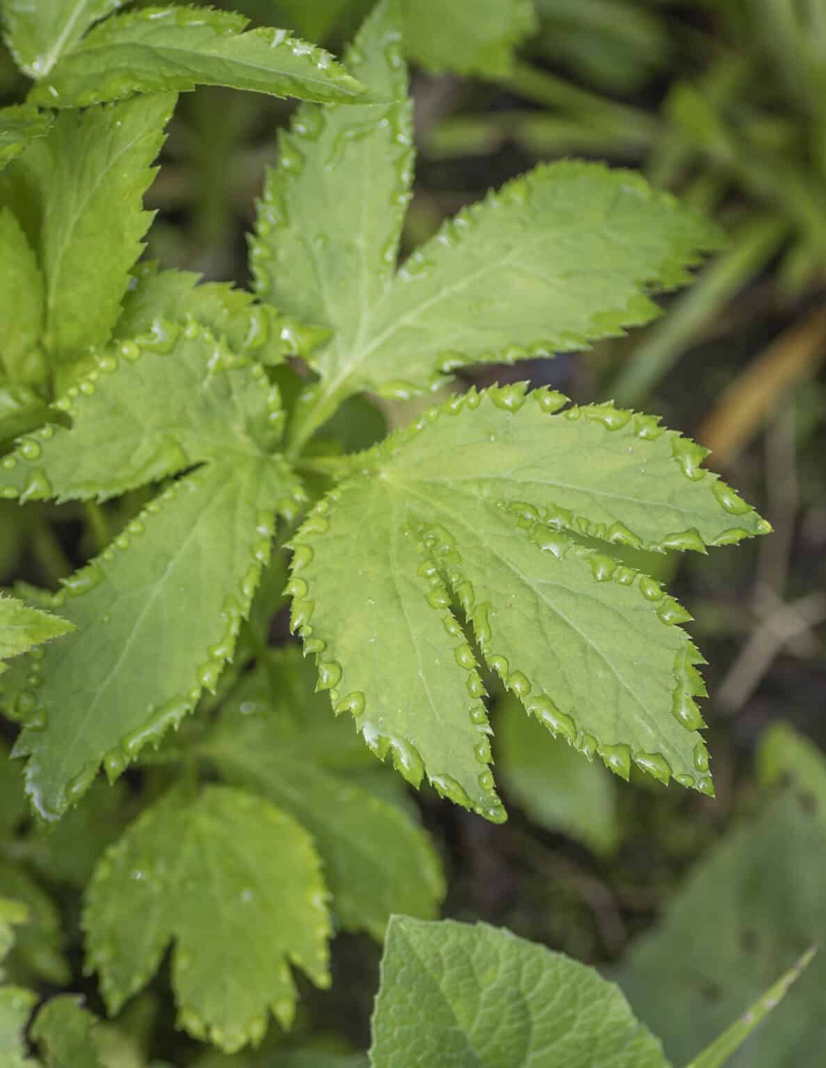 Foraging Ground Elder / Snow on the Mountain / Bishop's Weed