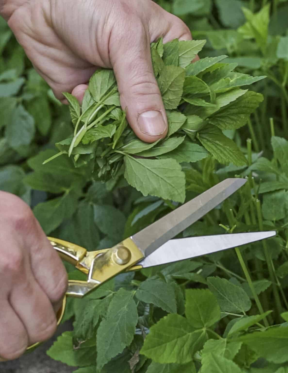 Foraging Ground Elder / Snow on the Mountain / Bishop's Weed