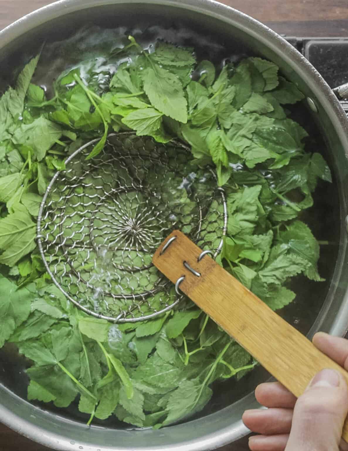 Foraging Ground Elder / Snow on the Mountain / Bishop's Weed