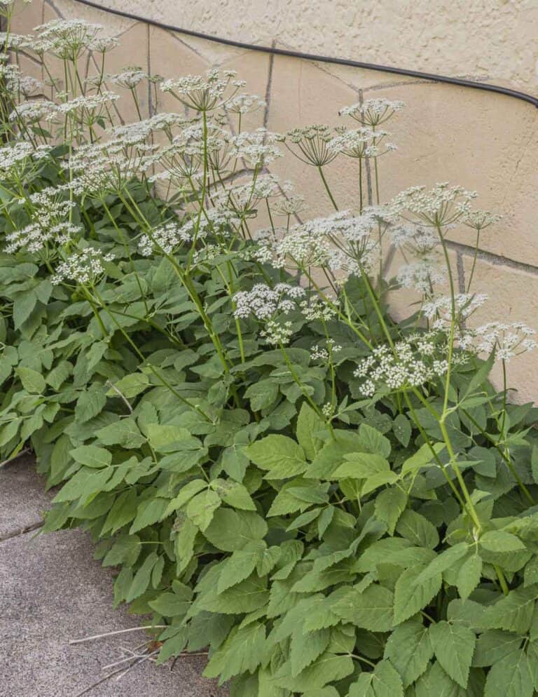 Foraging Ground Elder / Snow on the Mountain / Bishop's Weed