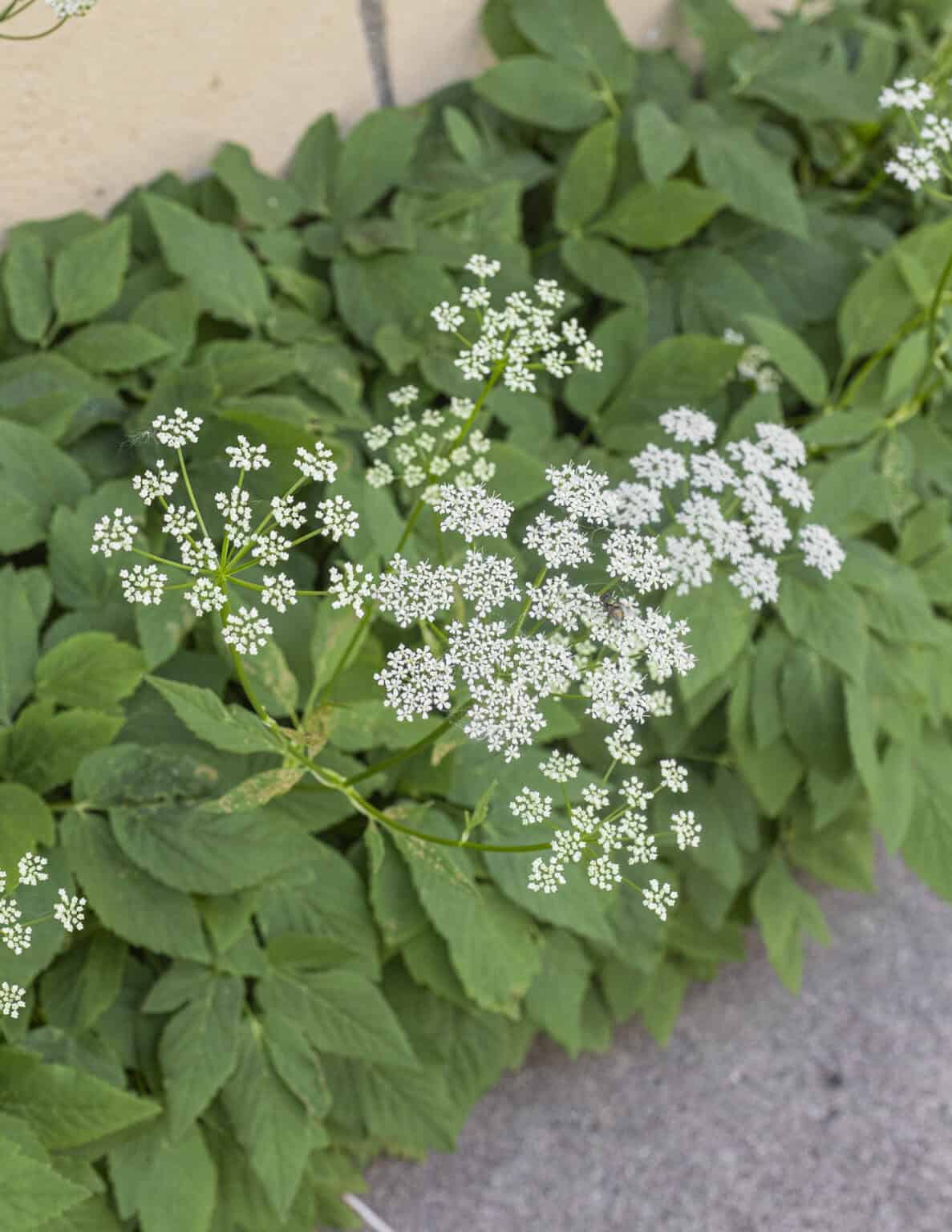 Foraging Ground Elder / Snow on the Mountain / Bishop's Weed