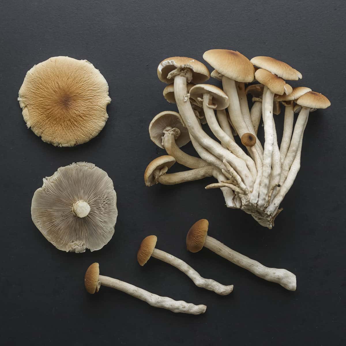 Black Poplar or Velvet Pioppino Mushroom (Cyclocybe aegerita) - Forager ...