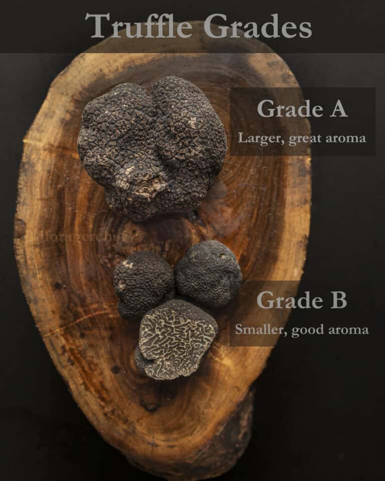 Winter Black Truffles: Varieties, Purchasing and Cooking - Forager | Chef