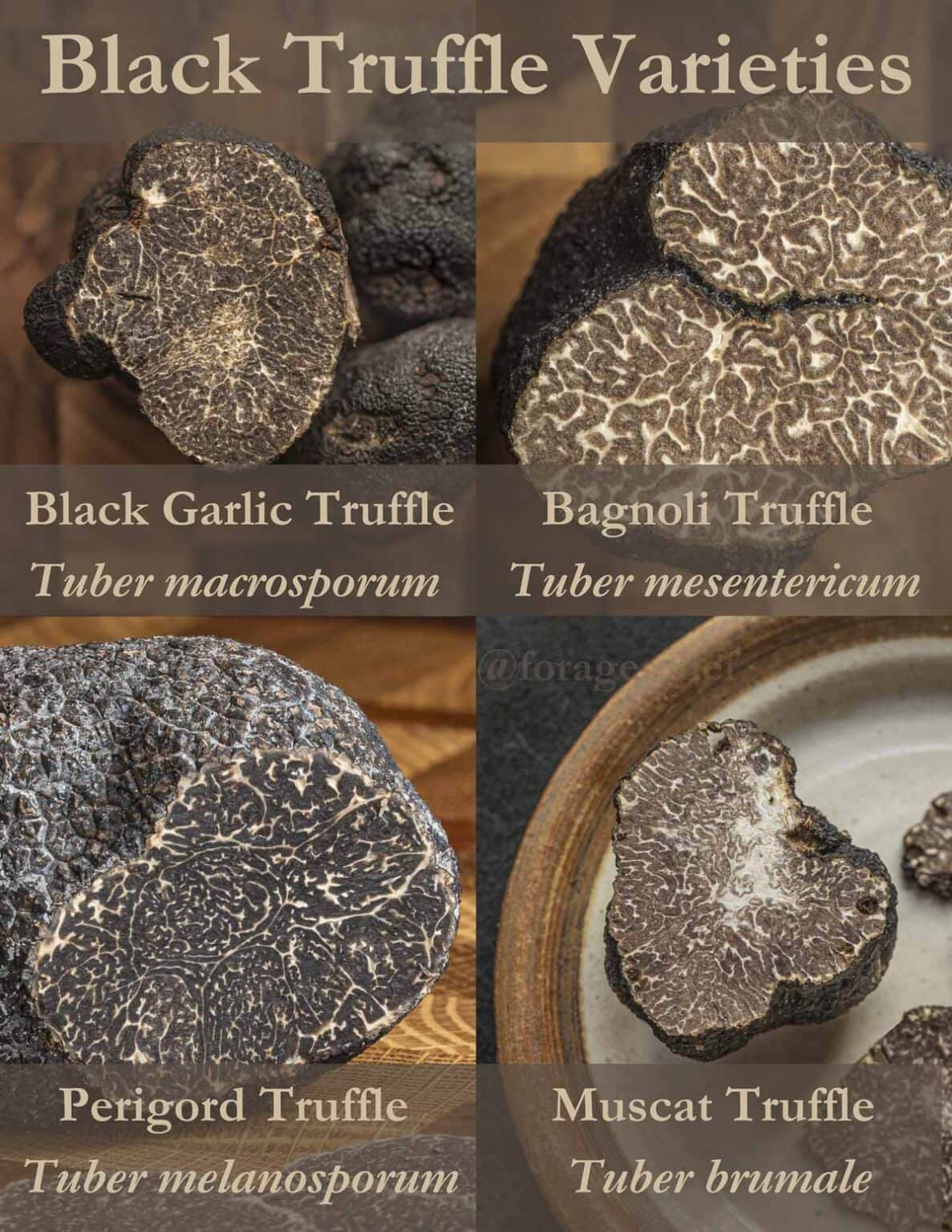 Winter Black Truffles: Varieties, Purchasing and Cooking - Forager | Chef
