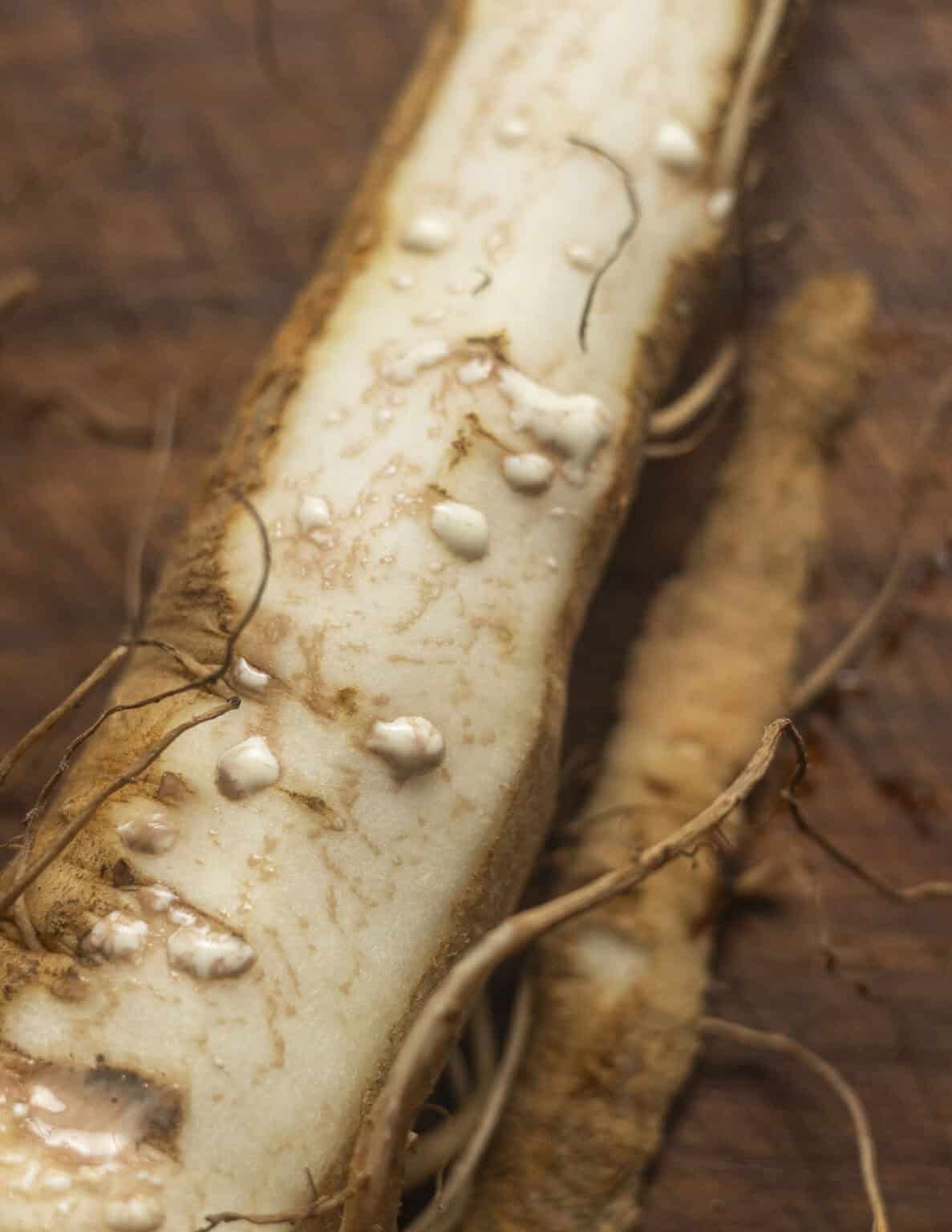 Foraging Oyster Plant or Yellow Salsify - Forager | Chef