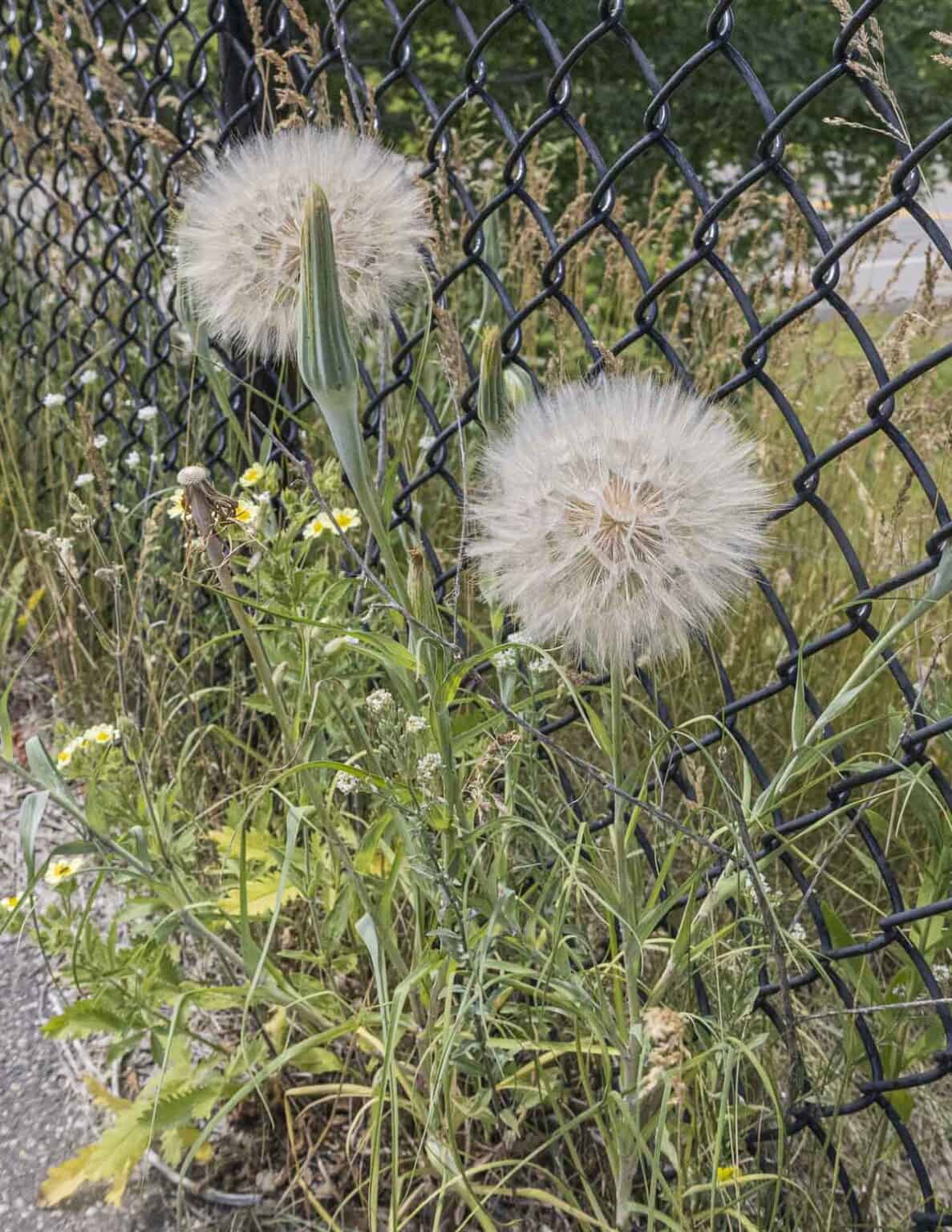 Foraging Oyster Plant or Yellow Salsify - Forager | Chef