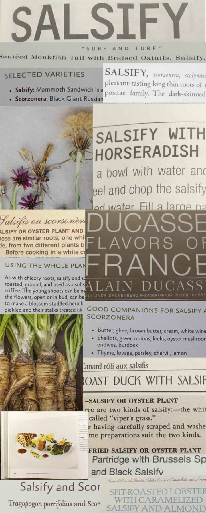 Foraging Oyster Plant or Yellow Salsify - Forager | Chef