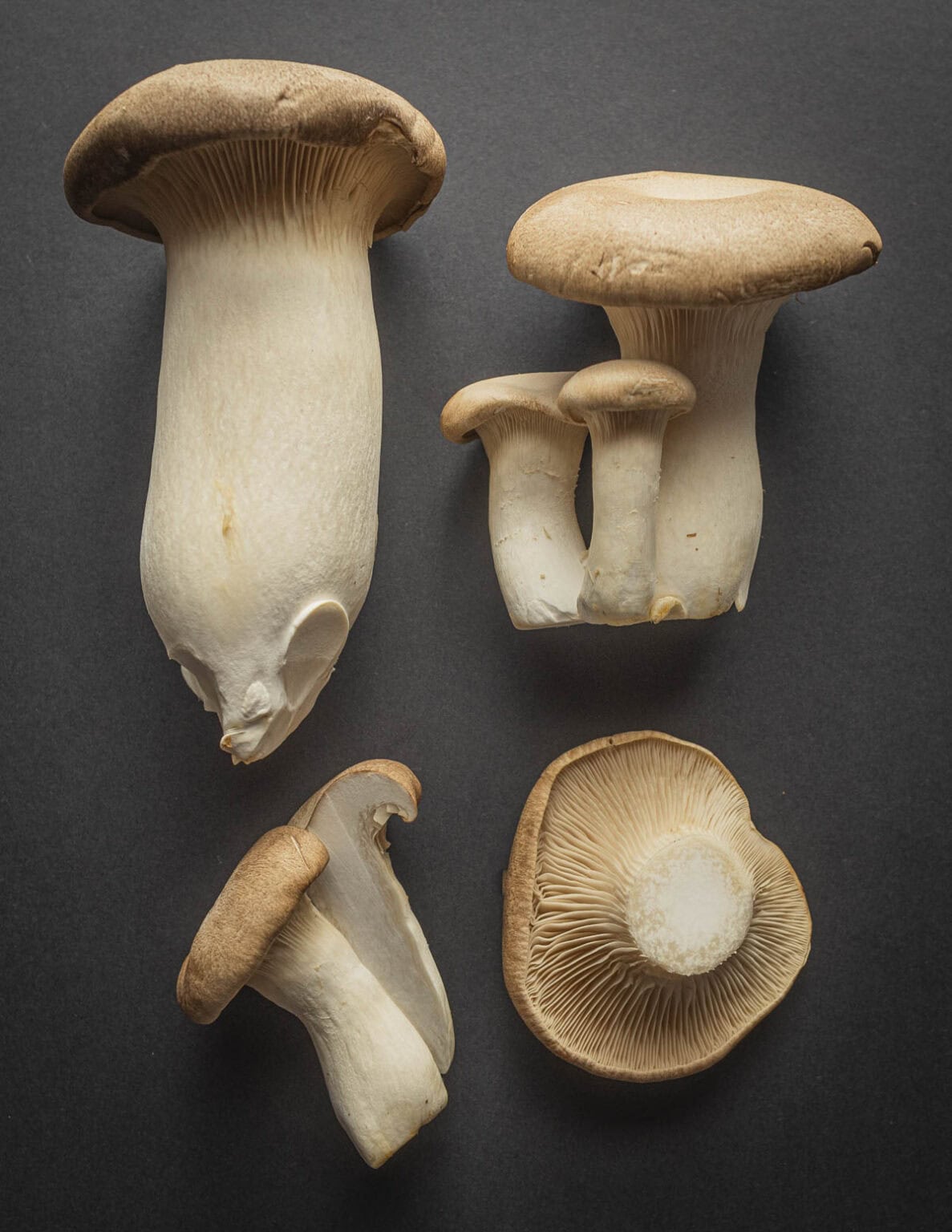 King Trumpet Mushroom / King Oyster (Pleurotus eryngii) - Forager | Chef