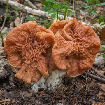 The Elephant Ear Mushroom: Gyromitra brunnea - Forager | Chef