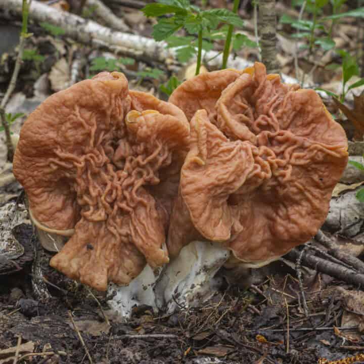 The Elephant Ear Mushroom: Gyromitra brunnea - Forager | Chef