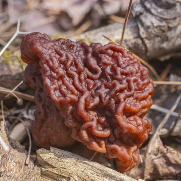 The Elephant Ear Mushroom: Gyromitra brunnea - Forager | Chef