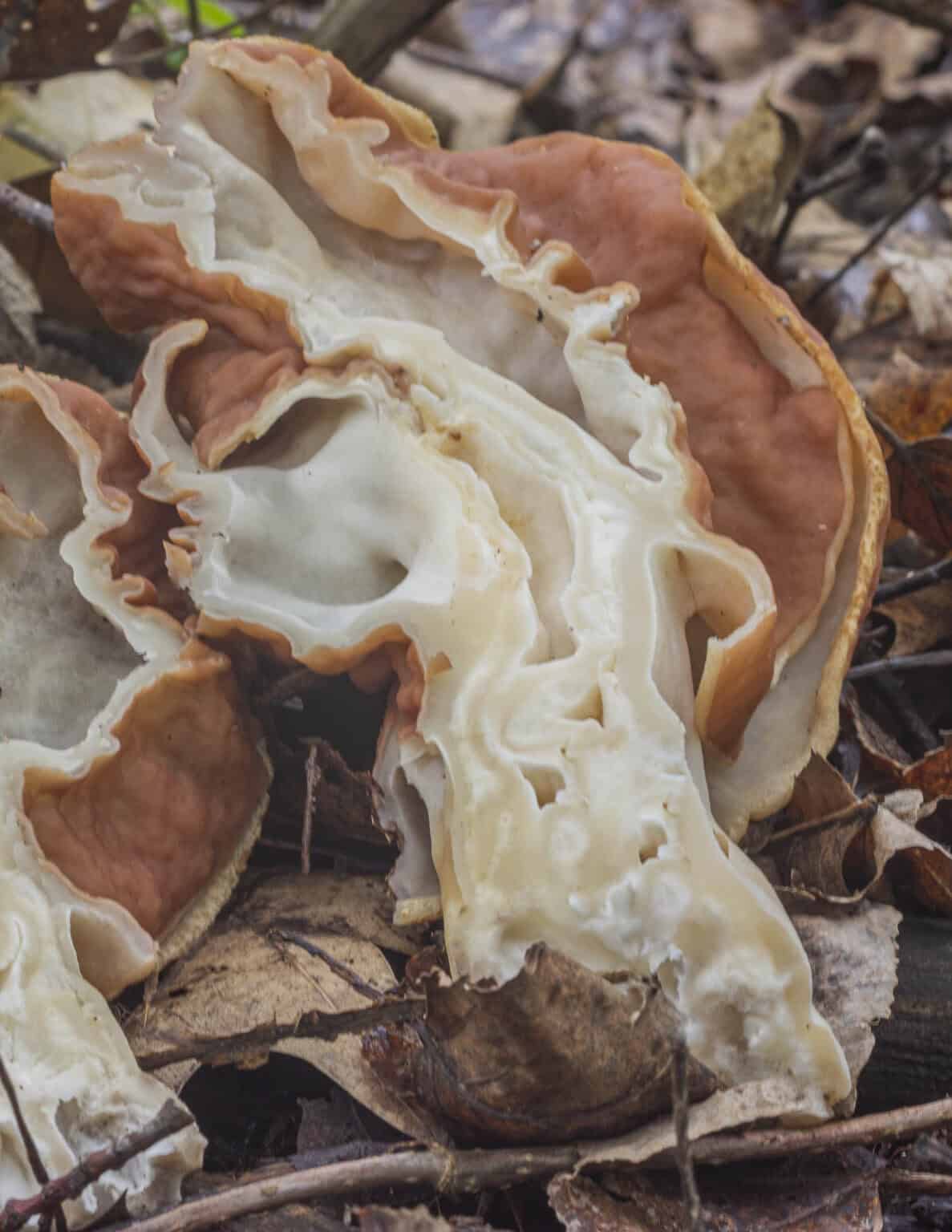The Elephant Ear Mushroom: Gyromitra brunnea - Forager | Chef