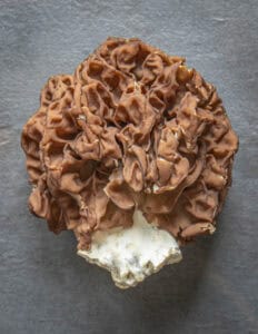 The Elephant Ear Mushroom: Gyromitra brunnea - Forager | Chef