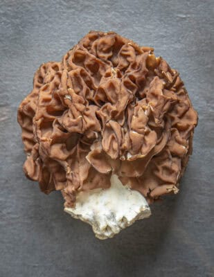 The Elephant Ear Mushroom: Gyromitra brunnea - Forager | Chef
