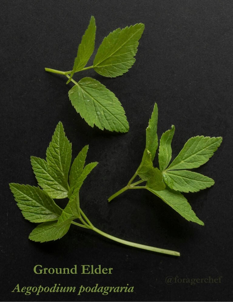 Foraging Ground Elder / Snow on the Mountain / Bishop's Weed
