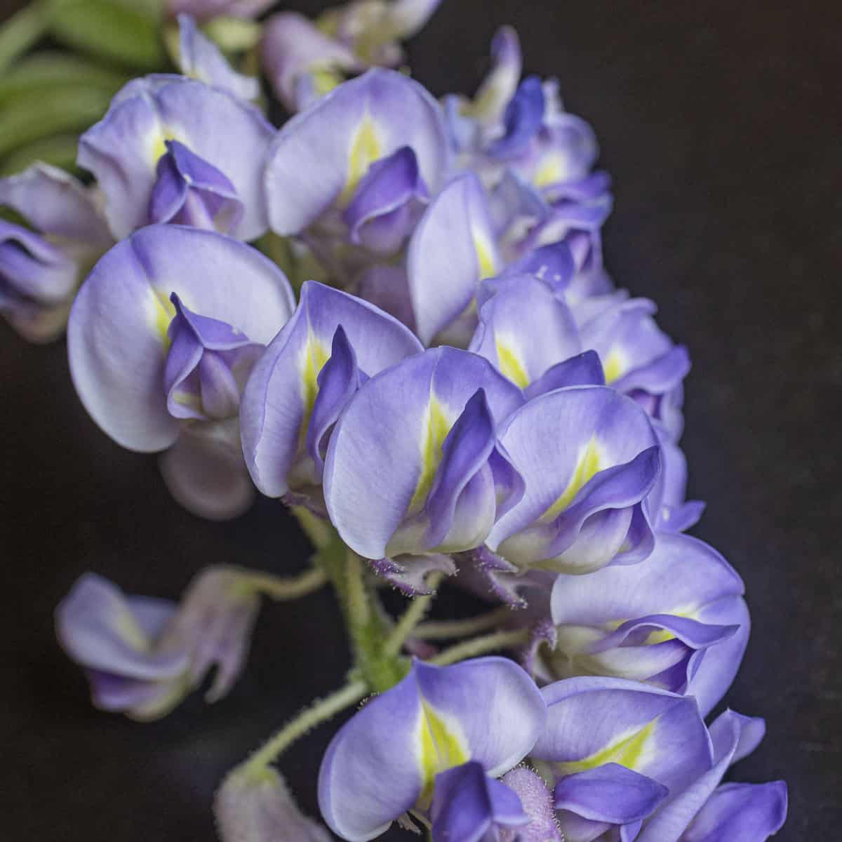 Cooking with Flowers and Buds - Forager | Chef