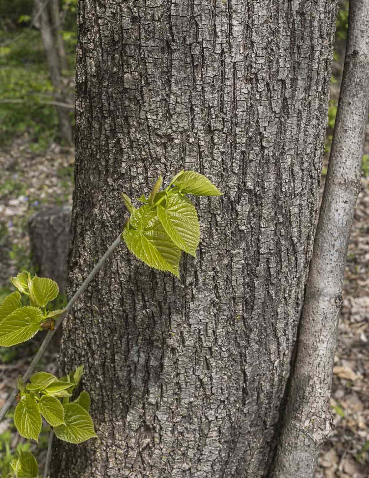 American Basswood Leaves / Linden Tree - Forager | Chef